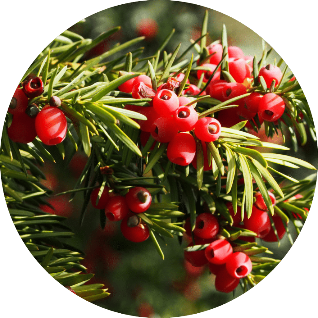 Celtic Plantlore Gathering - A 4-Day Gathering In the Land